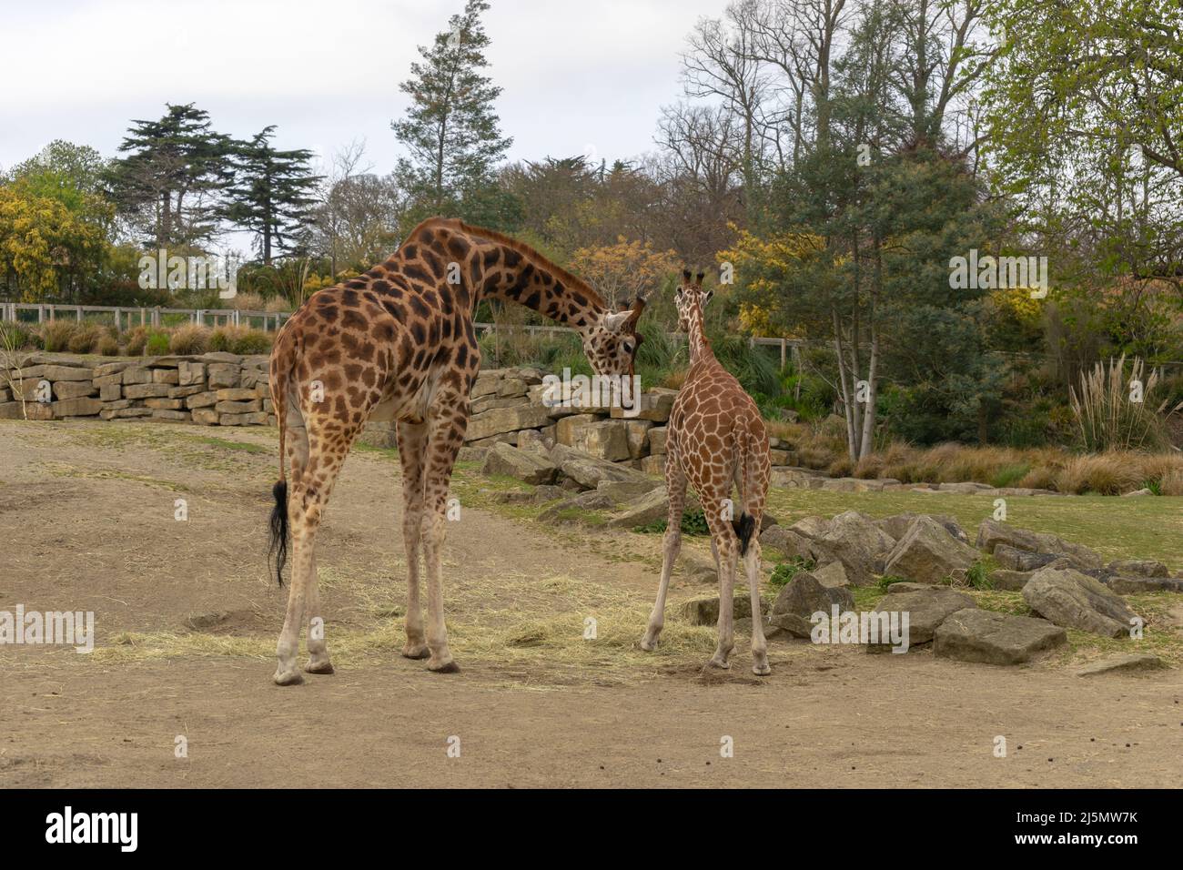 Dublin / Ireland: Dublin Zoo animals in captivity Stock Photo - Alamy
