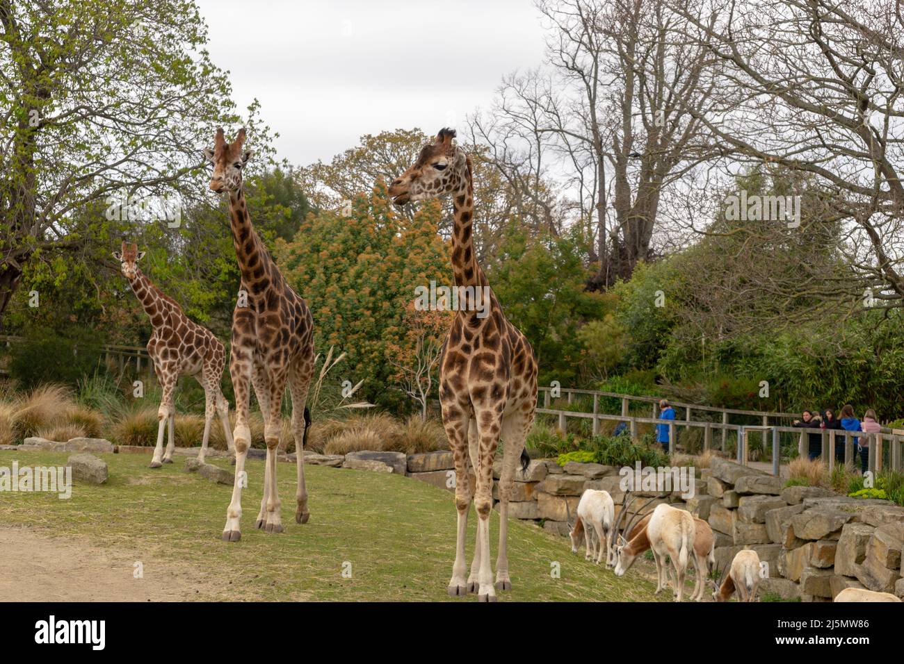 Dublin / Ireland: Dublin Zoo animals in captivity Stock Photo - Alamy