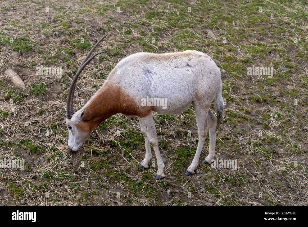 Dublin / Ireland: Dublin Zoo animals in captivity Stock Photo - Alamy