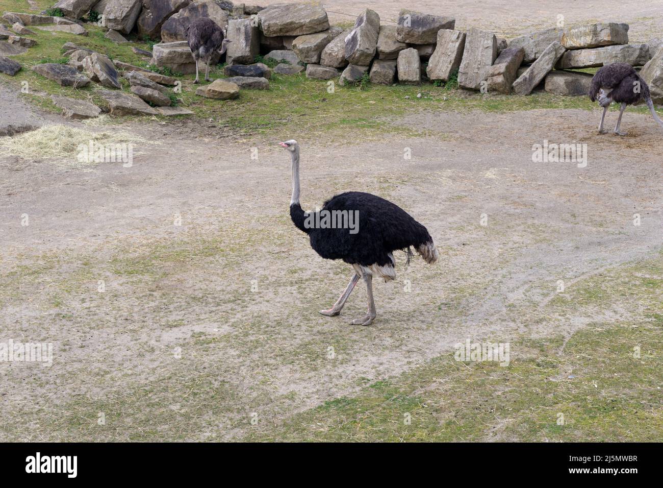 Dublin / Ireland: Dublin Zoo animals in captivity Stock Photo - Alamy