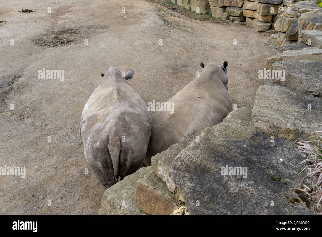 Dublin / Ireland: Dublin Zoo animals in captivity Stock Photo - Alamy