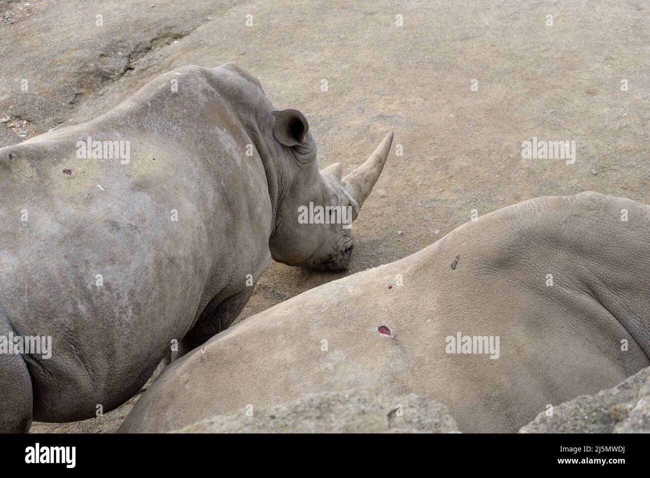 Dublin / Ireland: Dublin Zoo animals in captivity Stock Photo - Alamy