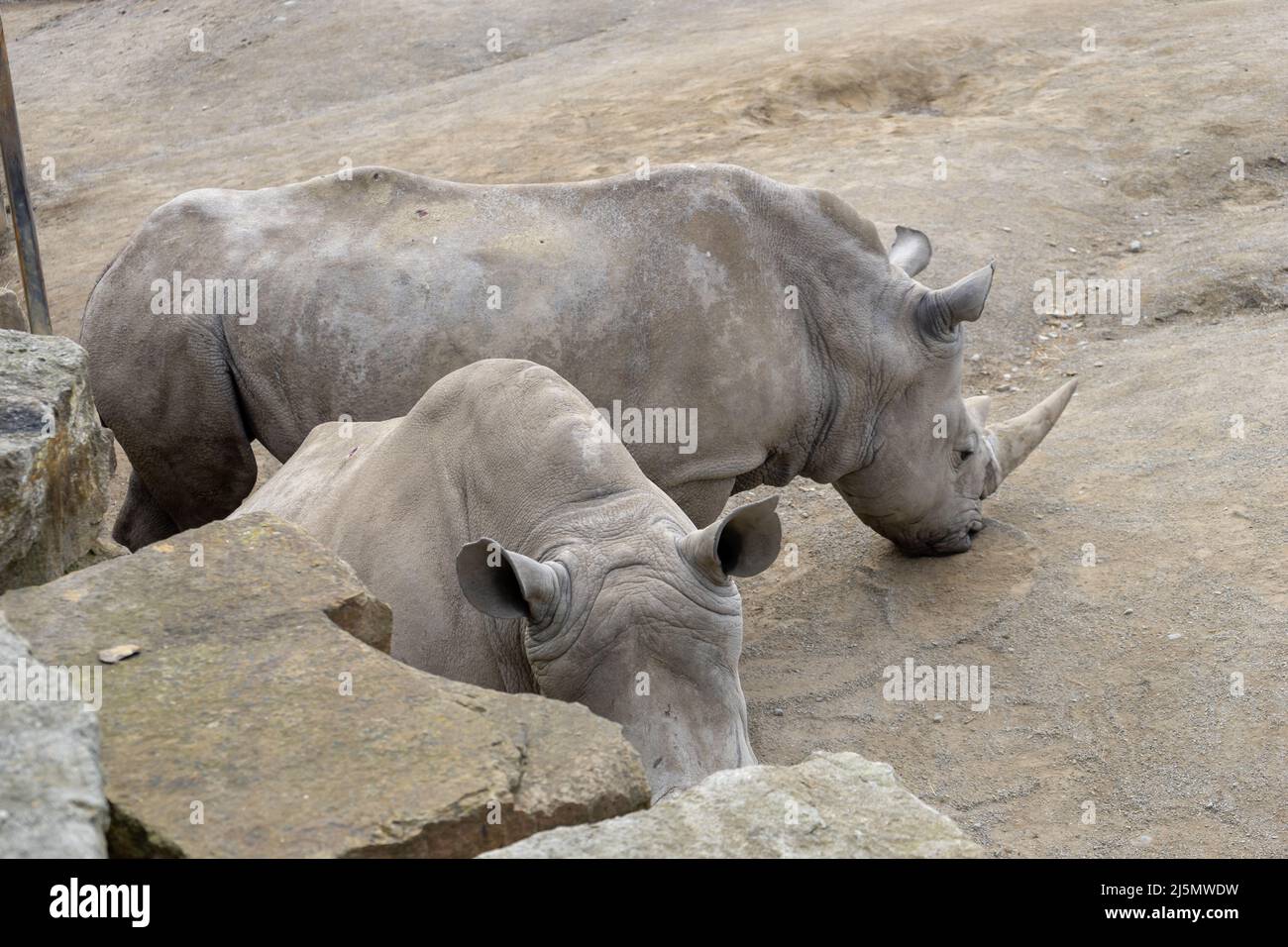 Dublin / Ireland: Dublin Zoo animals in captivity Stock Photo - Alamy