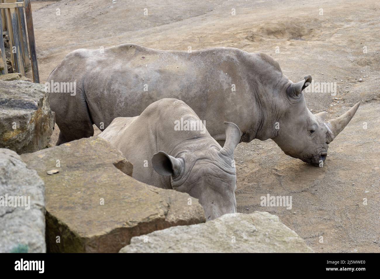 Dublin / Ireland: Dublin Zoo animals in captivity Stock Photo - Alamy