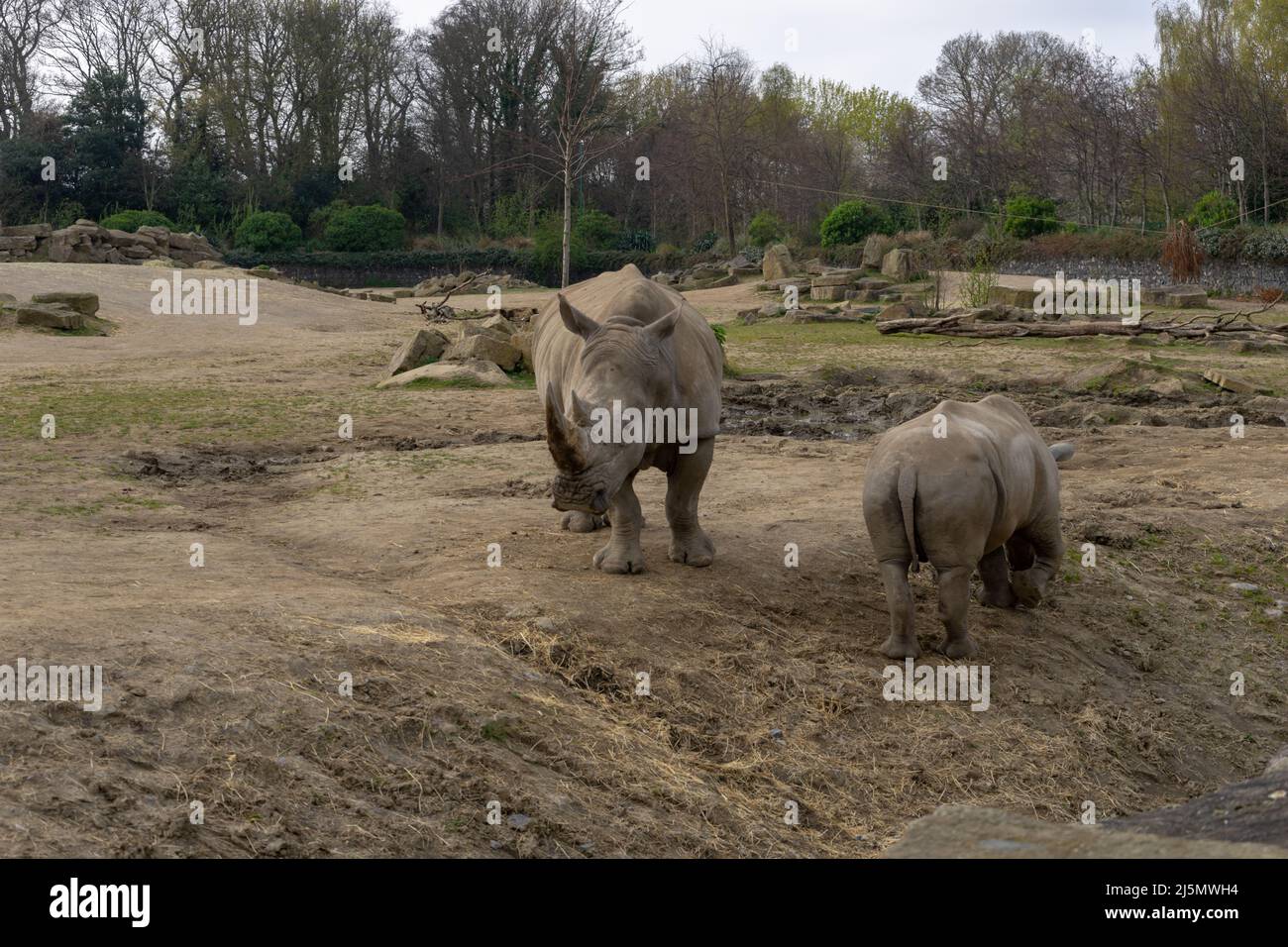 Dublin / Ireland: Dublin Zoo animals in captivity Stock Photo - Alamy