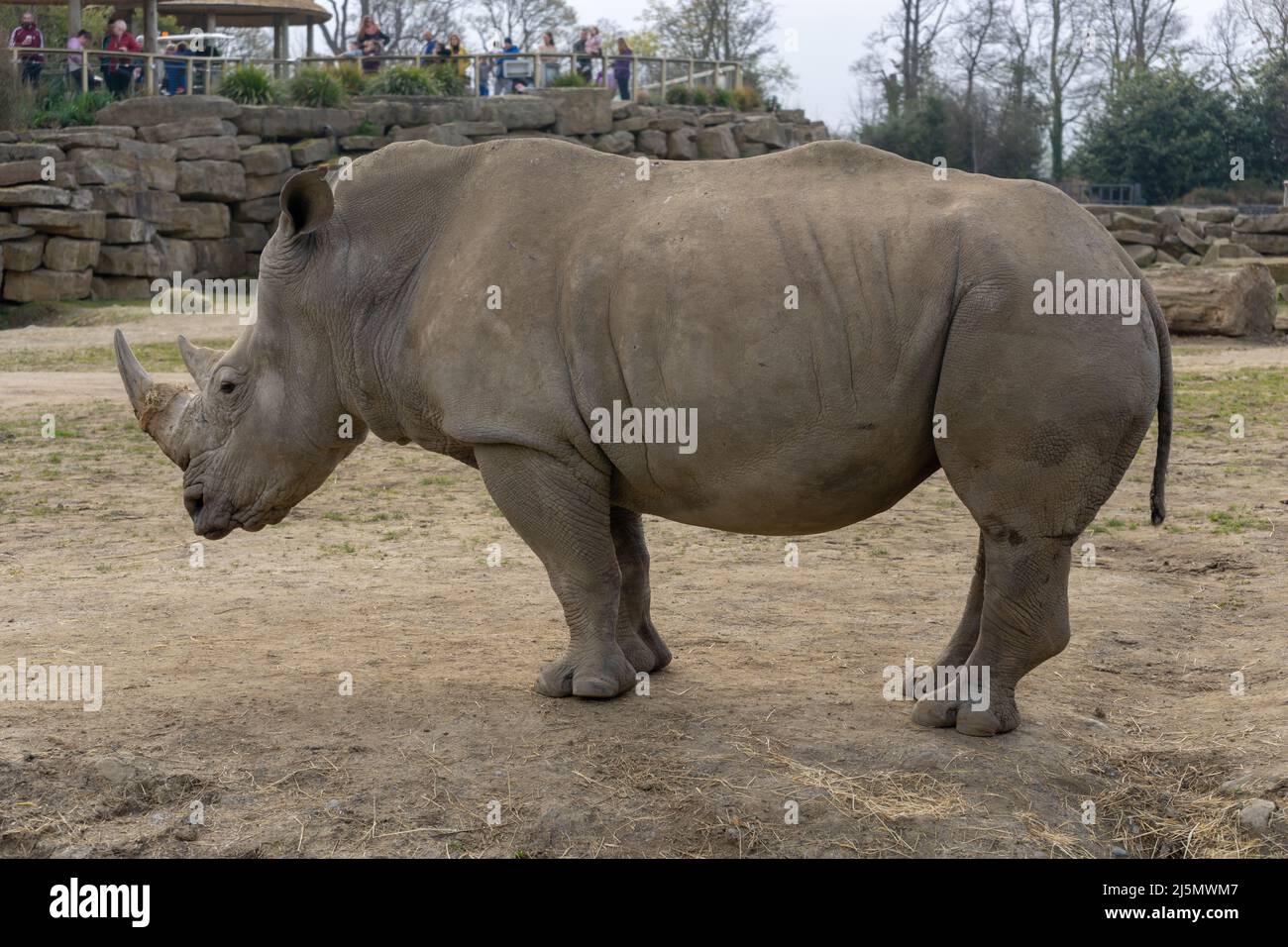 Dublin / Ireland: Dublin Zoo animals in captivity Stock Photo - Alamy