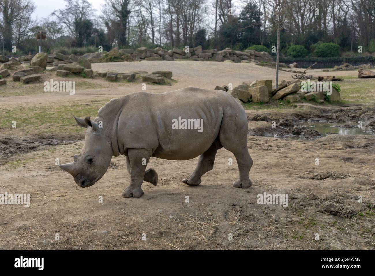 Dublin / Ireland: Dublin Zoo animals in captivity Stock Photo - Alamy