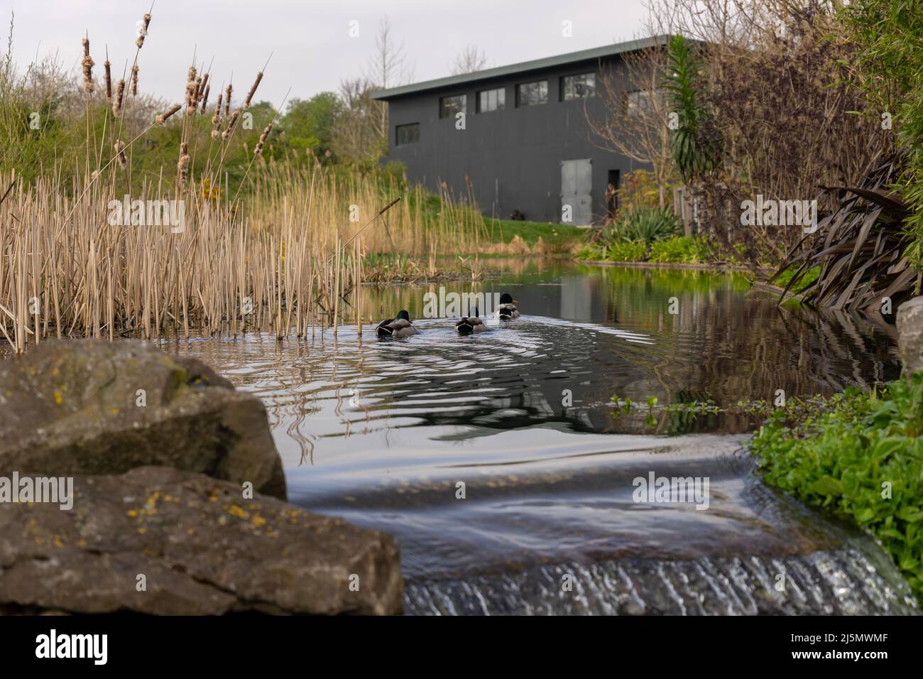 Dublin / Ireland: Dublin Zoo animals in captivity Stock Photo - Alamy
