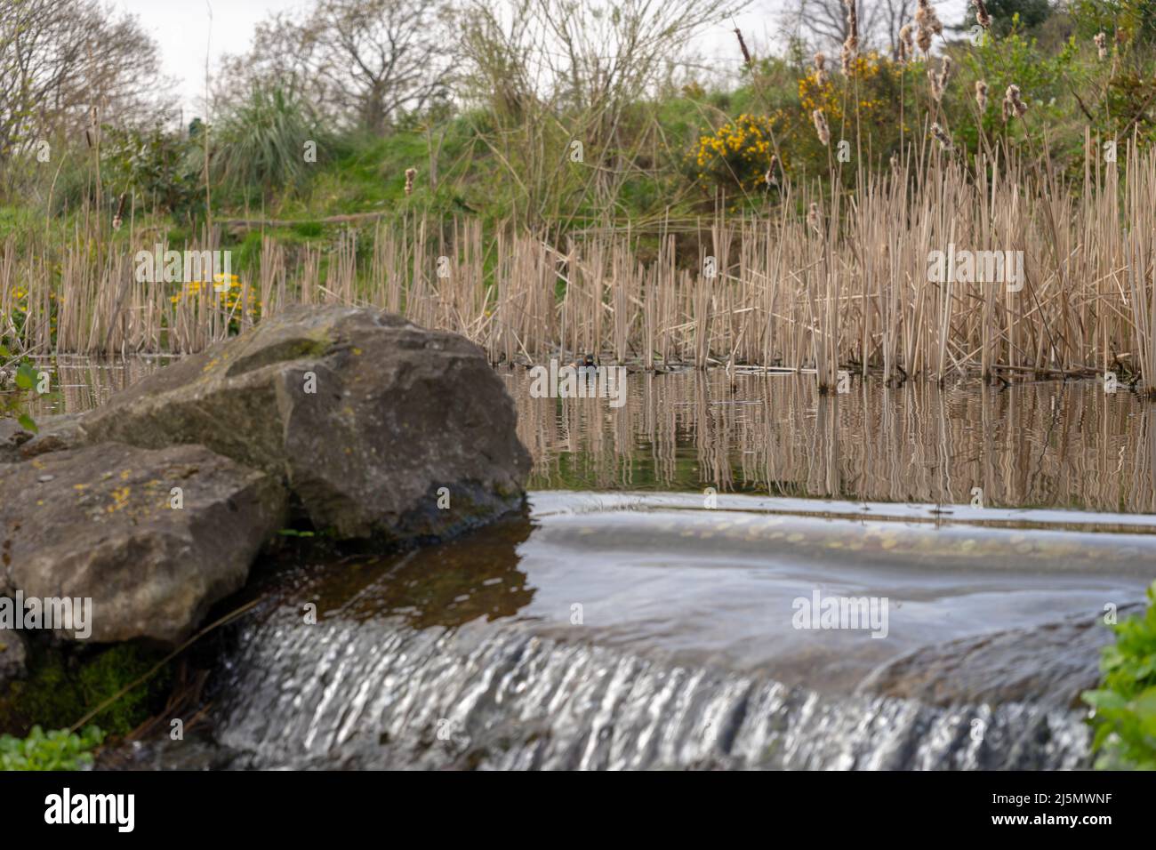 Dublin / Ireland: Dublin Zoo animals in captivity Stock Photo - Alamy