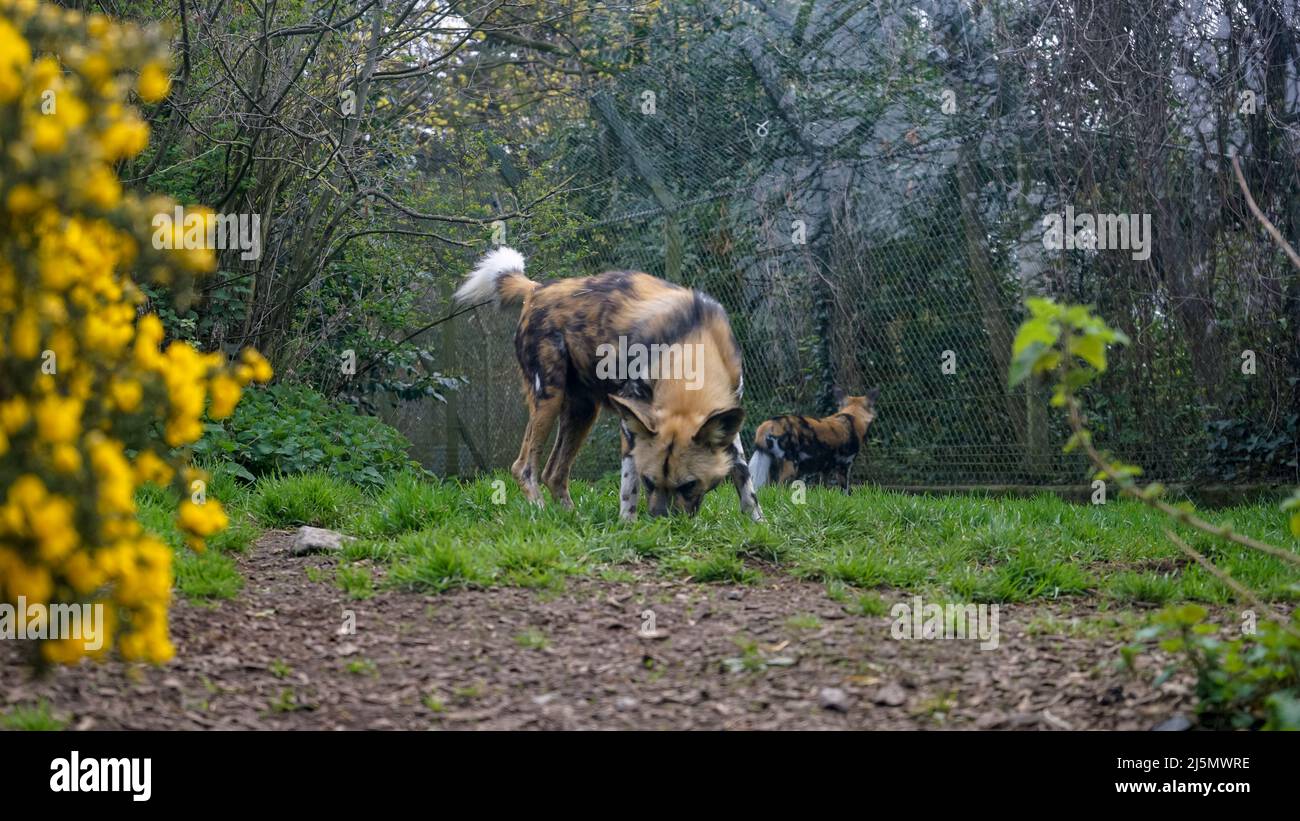 Dublin / Ireland: Dublin Zoo animals in captivity Stock Photo - Alamy