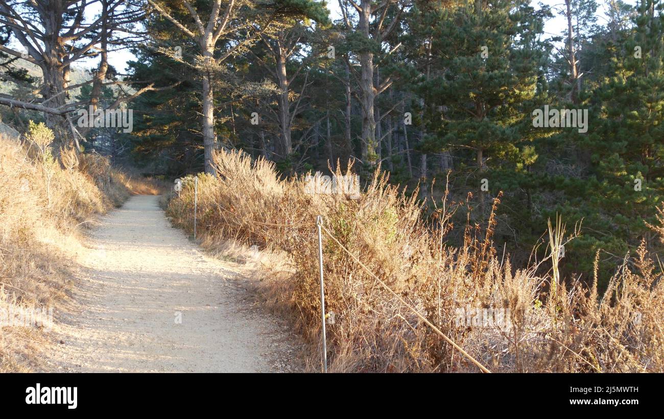 Path in sunny forest or wood, footpath trail, footway in old grove or ...