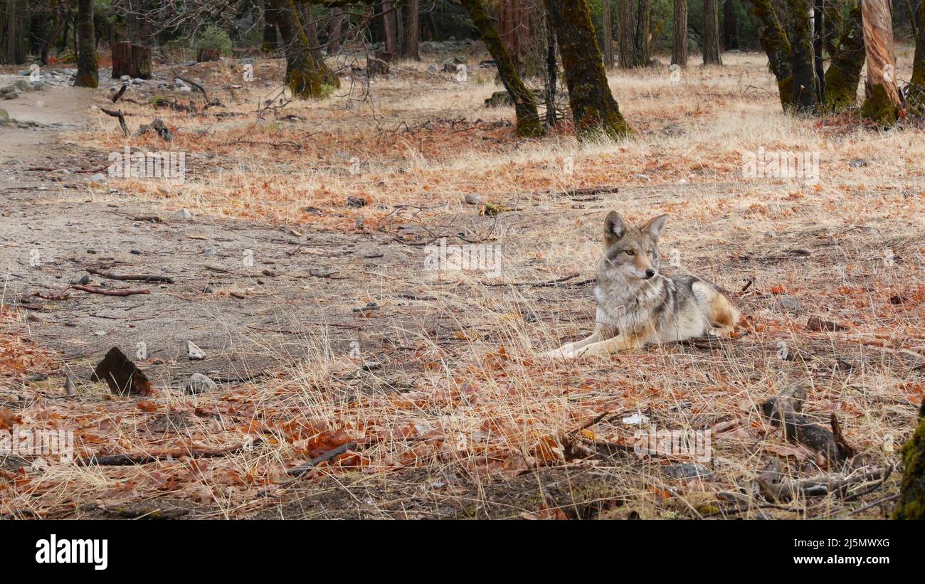Wild furry wolf, gray coyote or grey coywolf, autumn forest glade ...