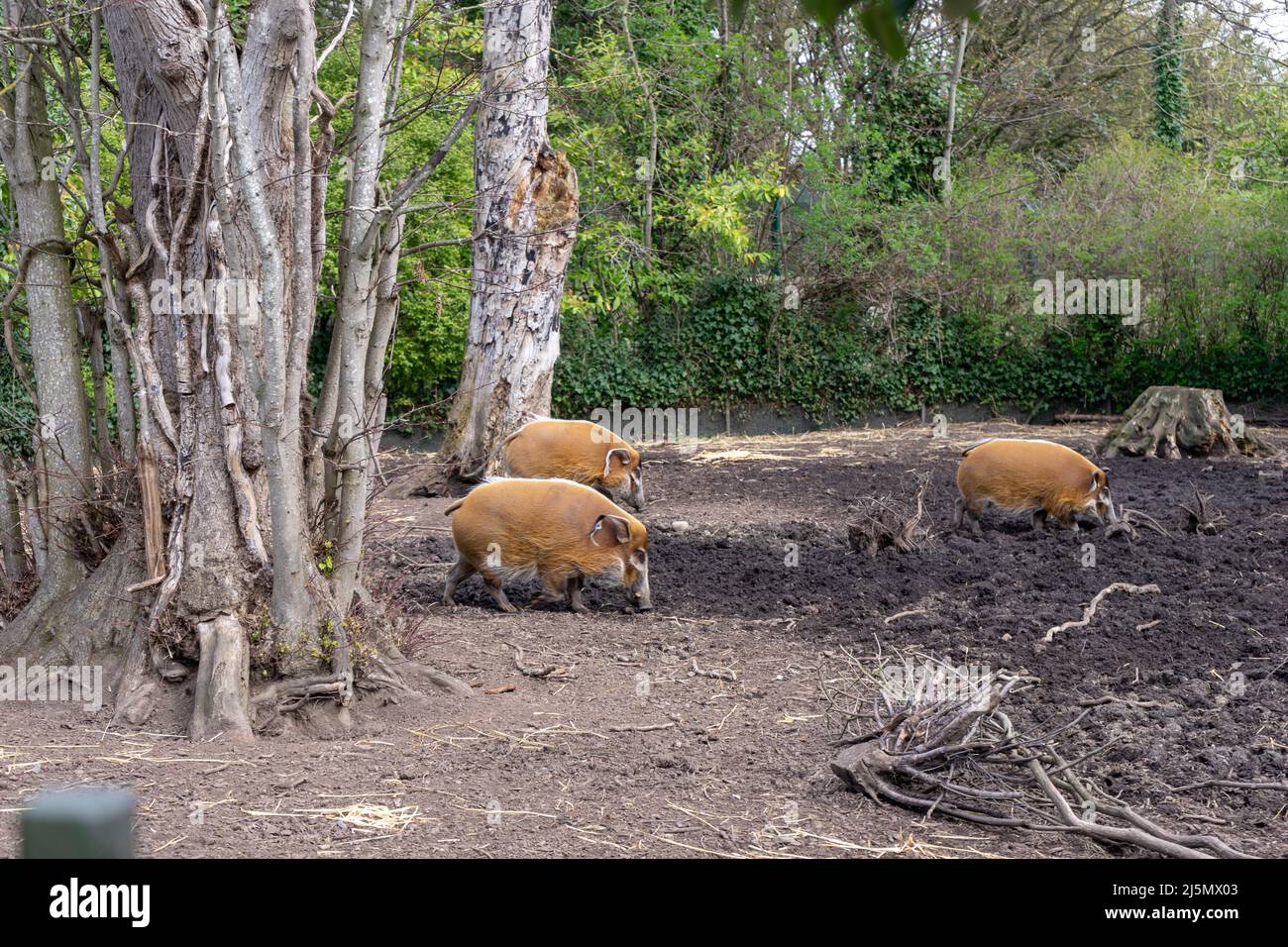 Dublin / Ireland: Dublin Zoo animals in captivity Stock Photo - Alamy