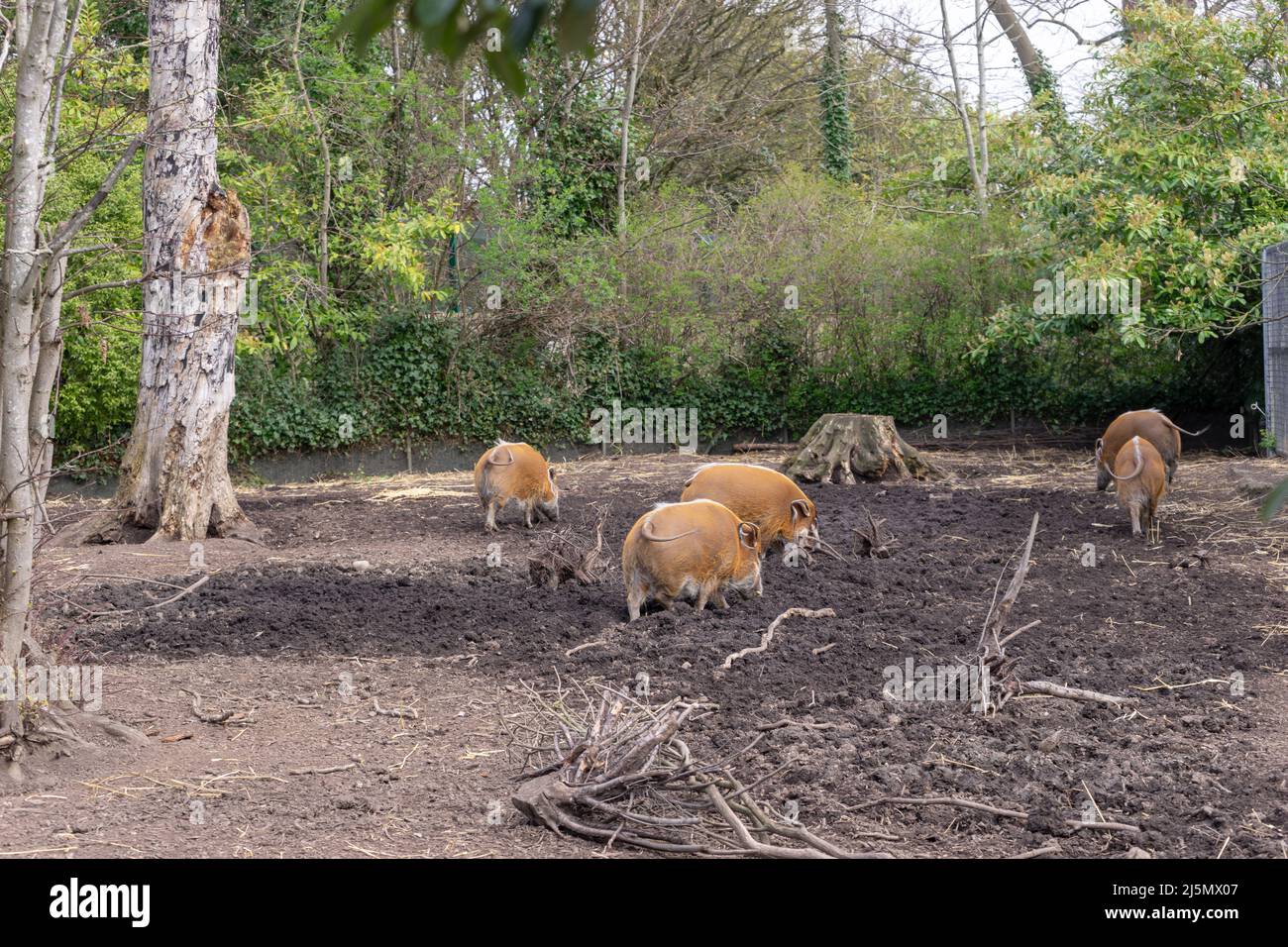 Dublin / Ireland: Dublin Zoo animals in captivity Stock Photo - Alamy