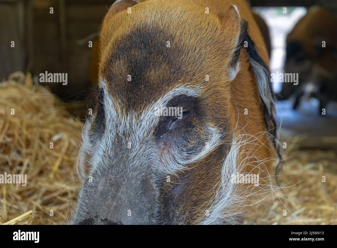 Dublin / Ireland: Dublin Zoo animals in captivity Stock Photo - Alamy