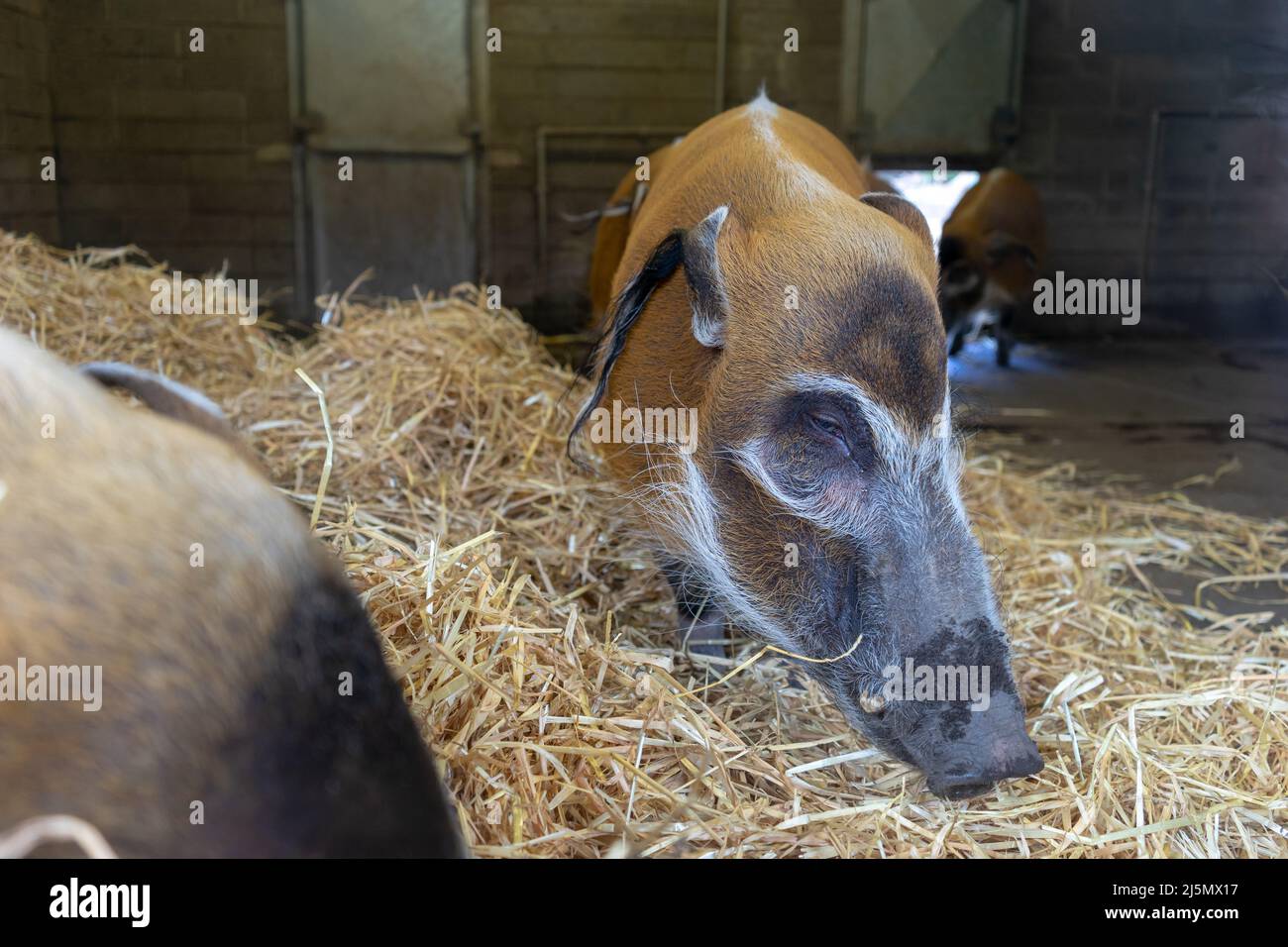 Dublin zoo elephant hi-res stock photography and images - Alamy