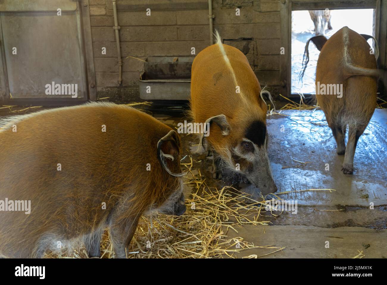 Dublin / Ireland: Dublin Zoo animals in captivity Stock Photo - Alamy