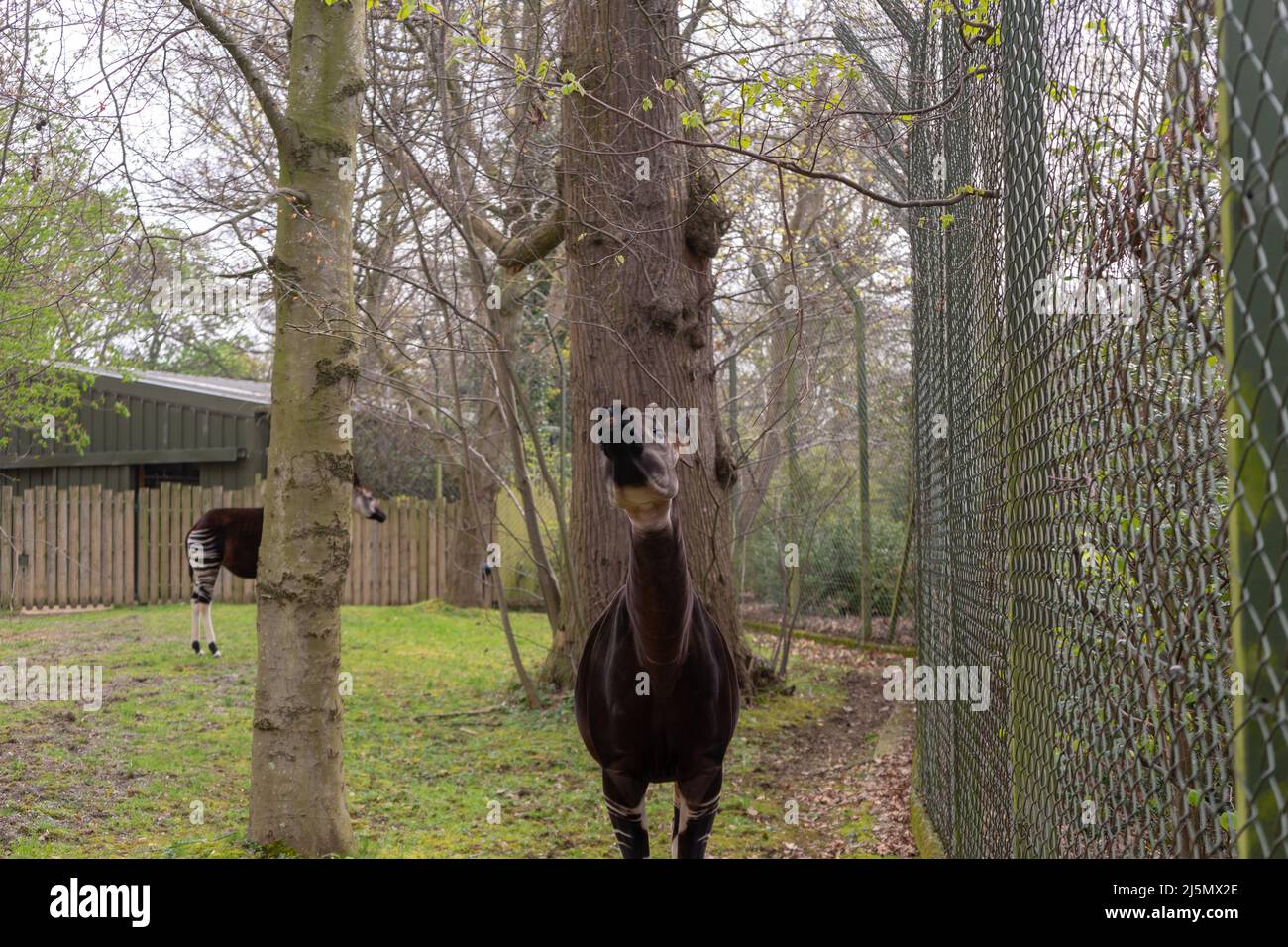 Dublin / Ireland: Dublin Zoo animals in captivity Stock Photo - Alamy