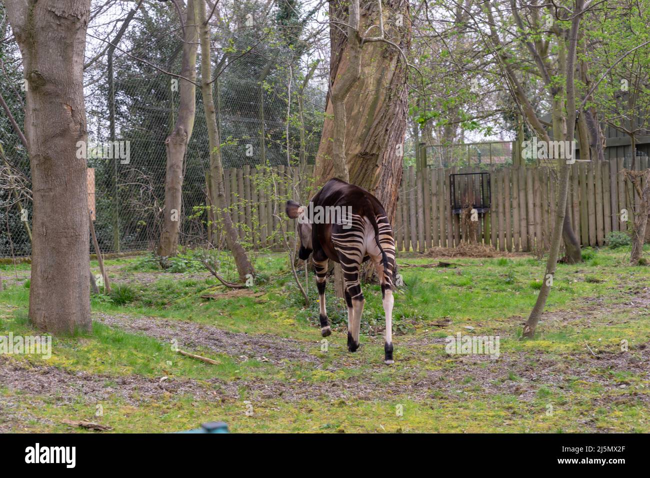 Dublin / Ireland: Dublin Zoo animals in captivity Stock Photo - Alamy