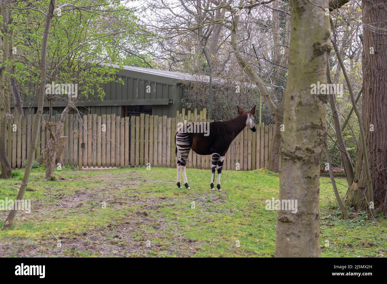Dublin / Ireland: Dublin Zoo animals in captivity Stock Photo - Alamy