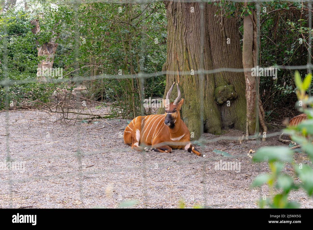 Dublin / Ireland: Dublin Zoo animals in captivity Stock Photo - Alamy