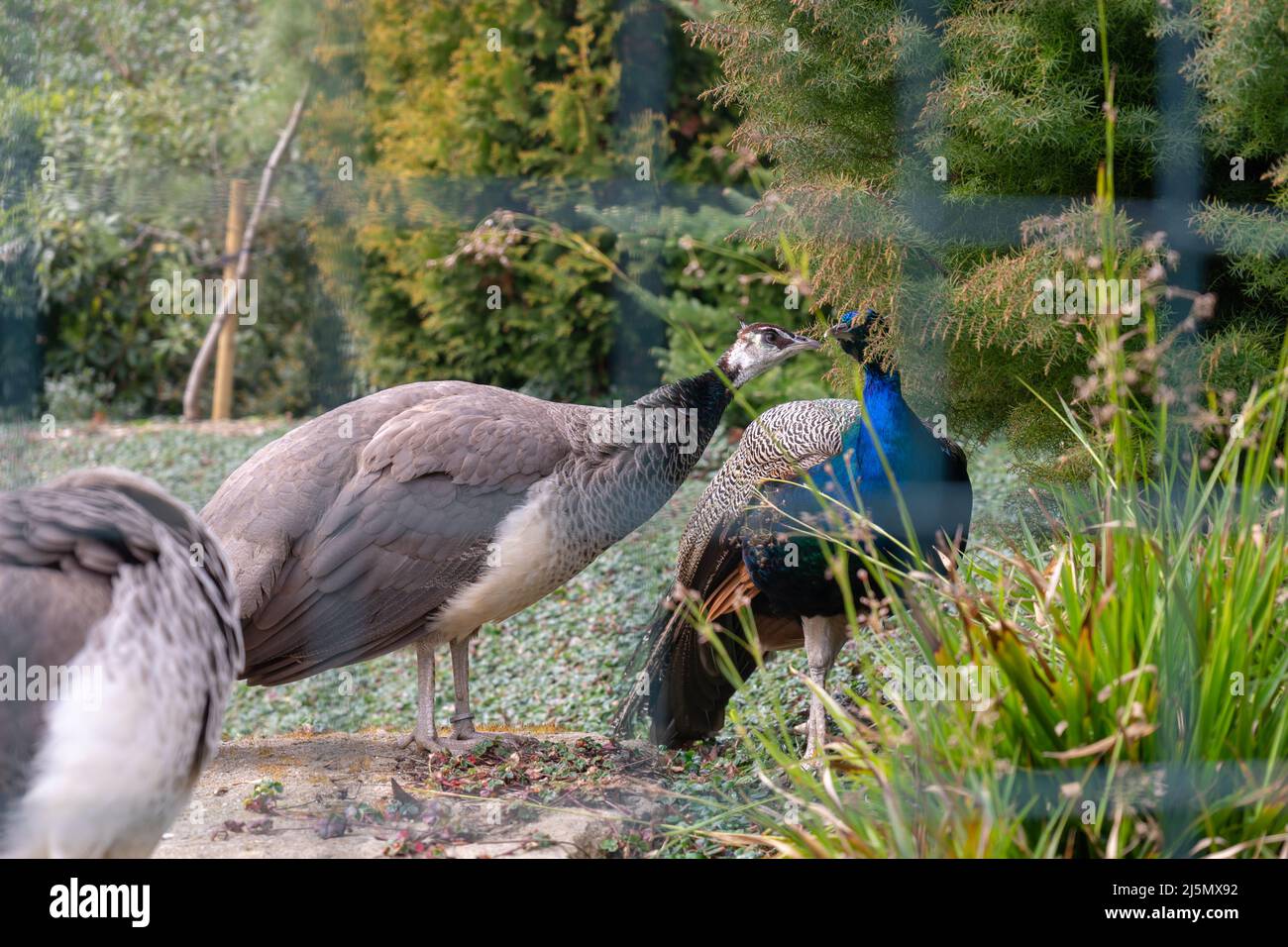 Dublin / Ireland: Dublin Zoo animals in captivity Stock Photo - Alamy