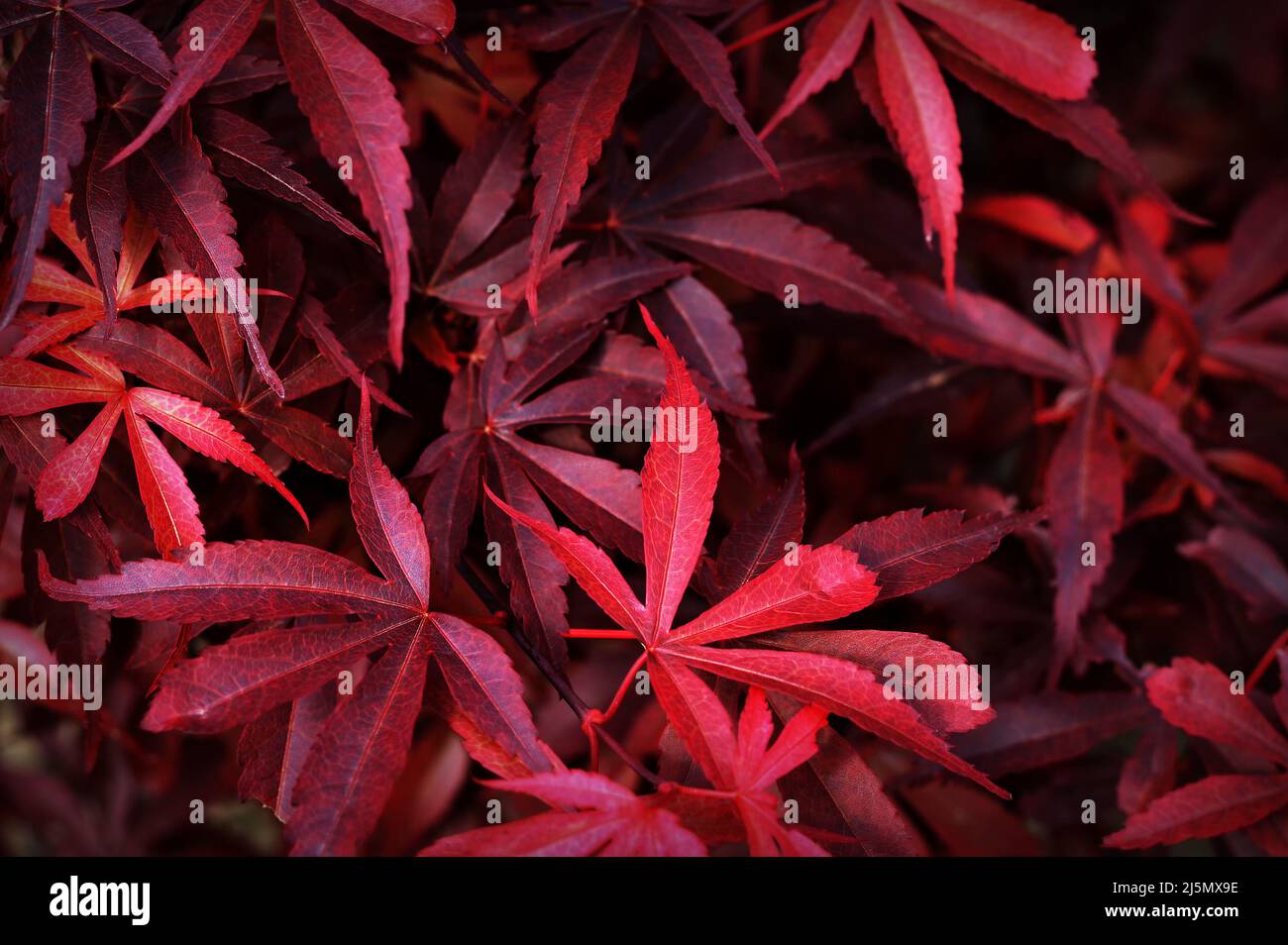 Beautiful red colored japanese hi-res stock photography and images - Alamy