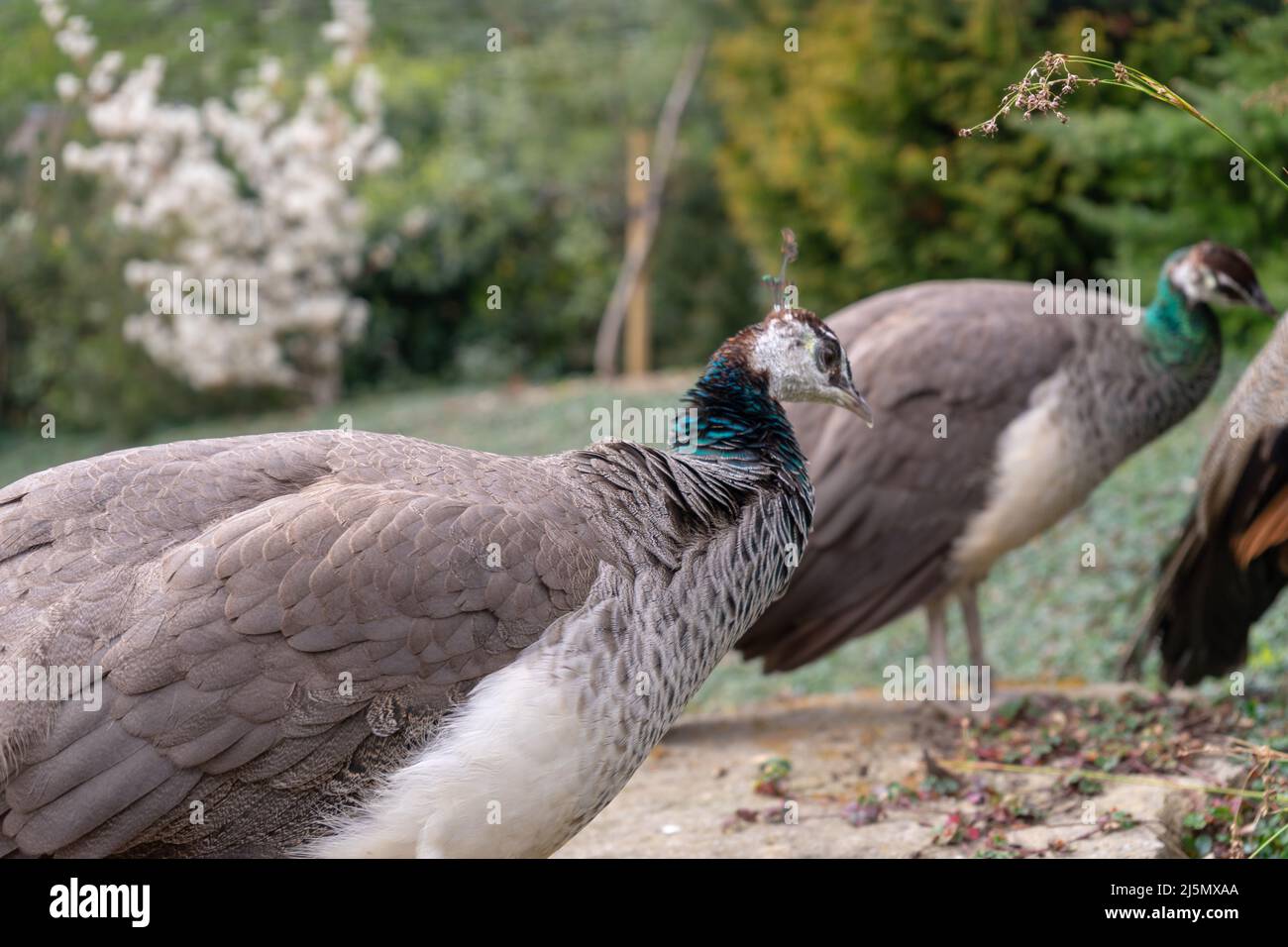 Dublin / Ireland: Dublin Zoo animals in captivity Stock Photo - Alamy
