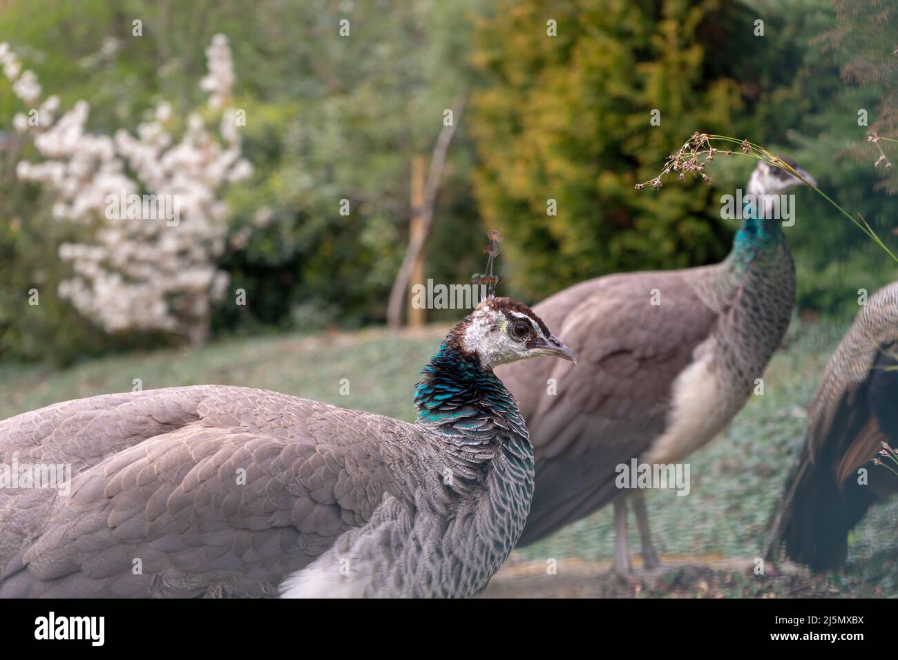 Dublin / Ireland: Dublin Zoo animals in captivity Stock Photo - Alamy
