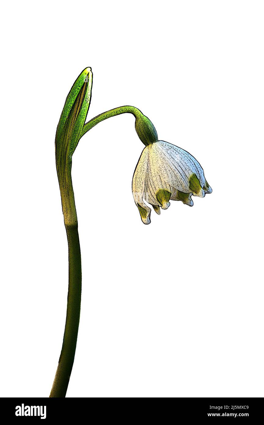 Spring snowflake (Leucojum vernum) illustration isolated on white ...