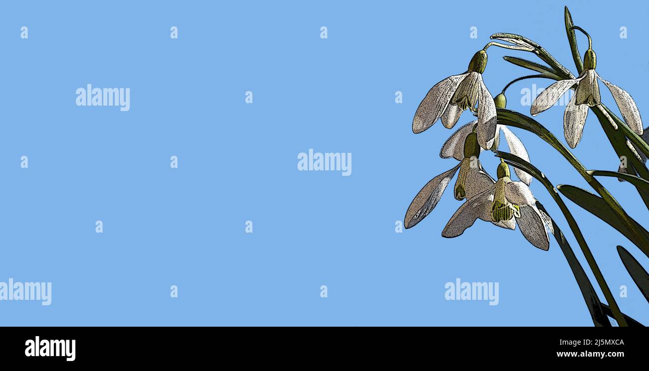 Snowdrops illustration against clear blue sky. Floral spring background ...