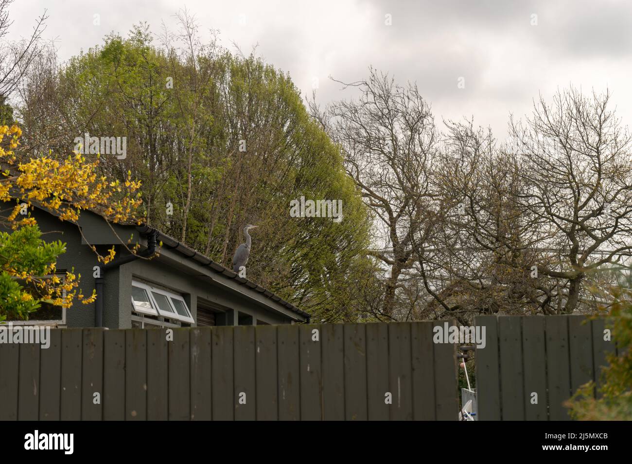 Dublin / Ireland: Dublin Zoo animals in captivity Stock Photo - Alamy