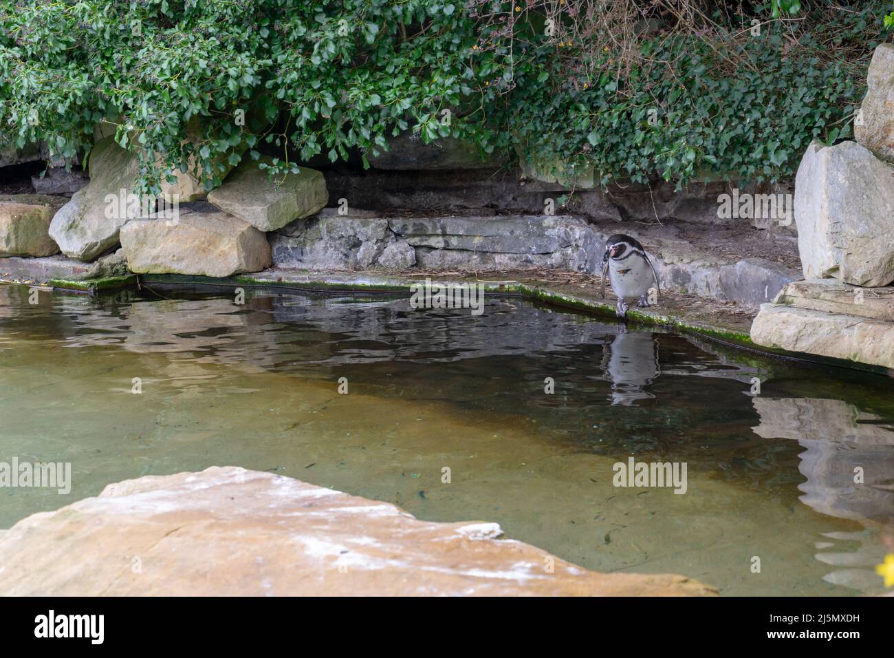 Dublin / Ireland: Dublin Zoo animals in captivity Stock Photo - Alamy