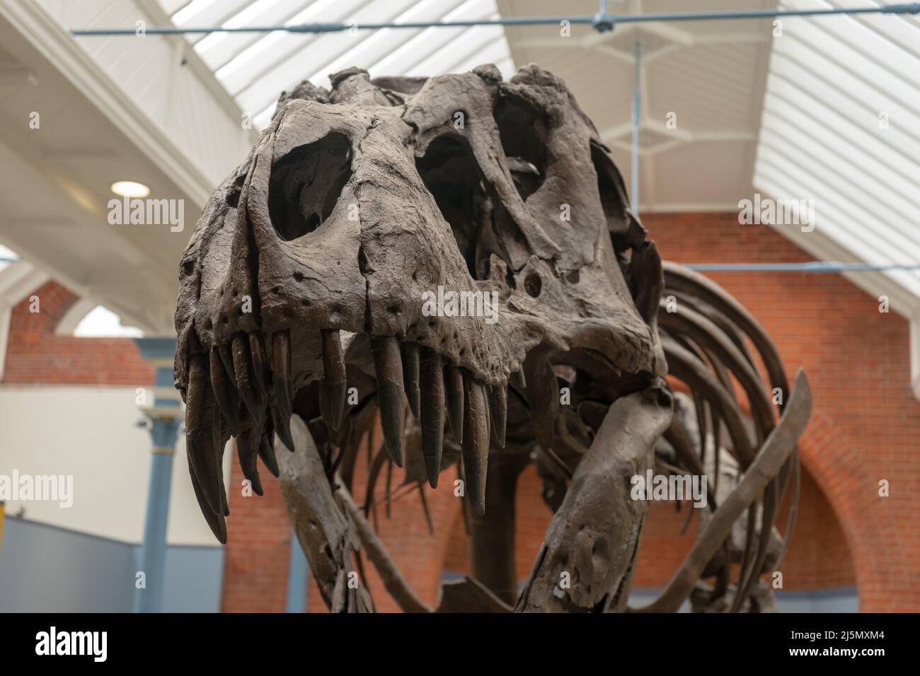 Dublin / Ireland: Dublin Zoo animals in captivity Stock Photo - Alamy