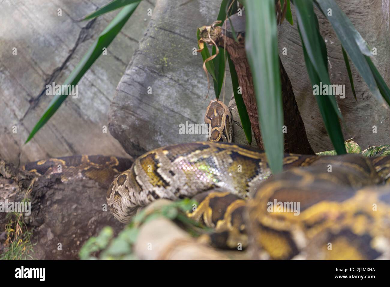 Dublin / Ireland: Dublin Zoo animals in captivity Stock Photo - Alamy
