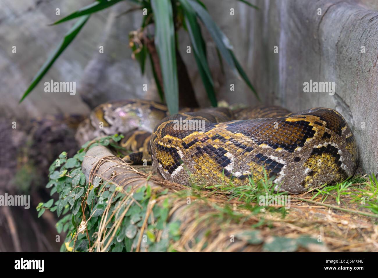Dublin / Ireland: Dublin Zoo animals in captivity Stock Photo - Alamy