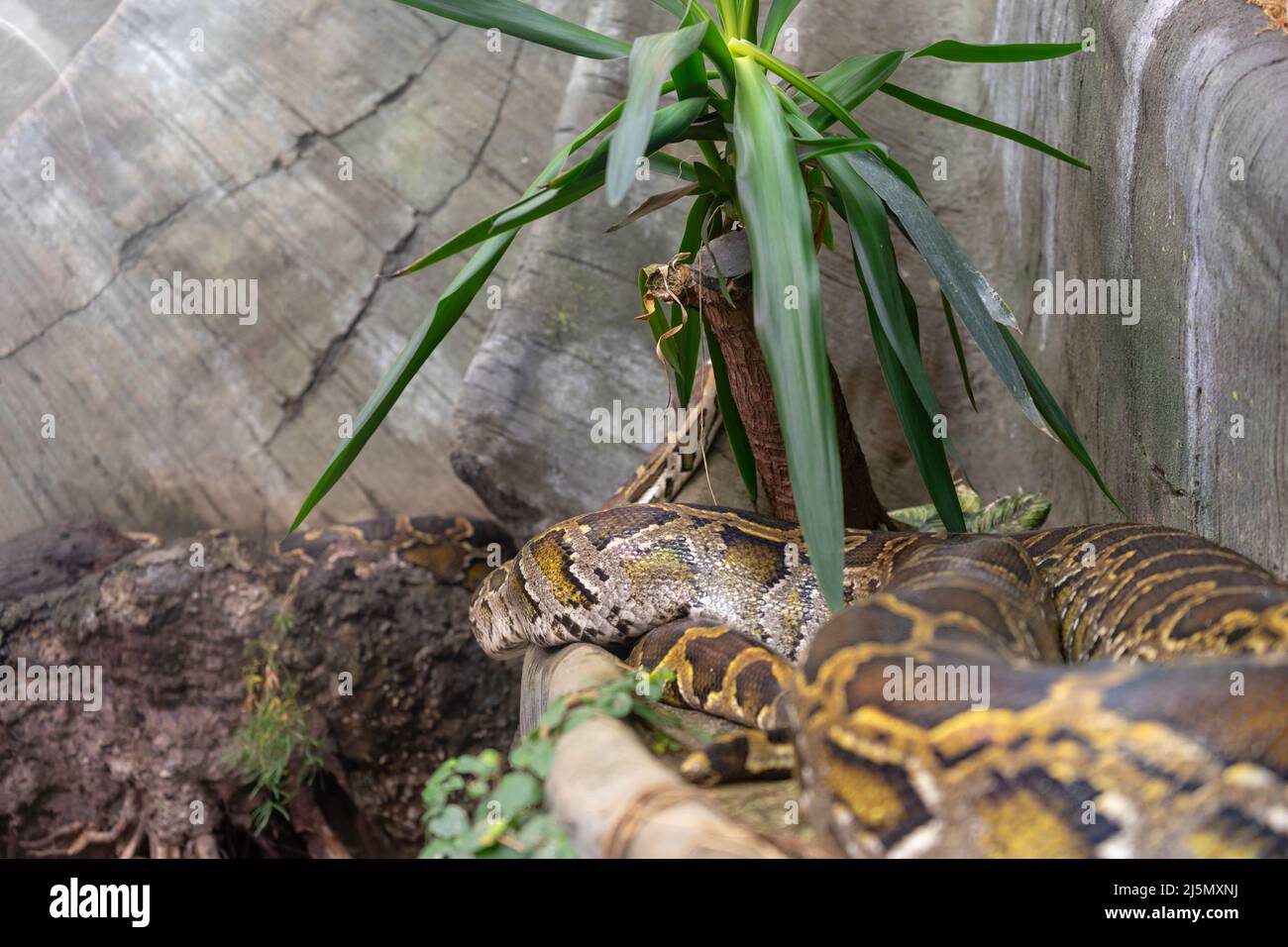 Dublin / Ireland: Dublin Zoo animals in captivity Stock Photo - Alamy