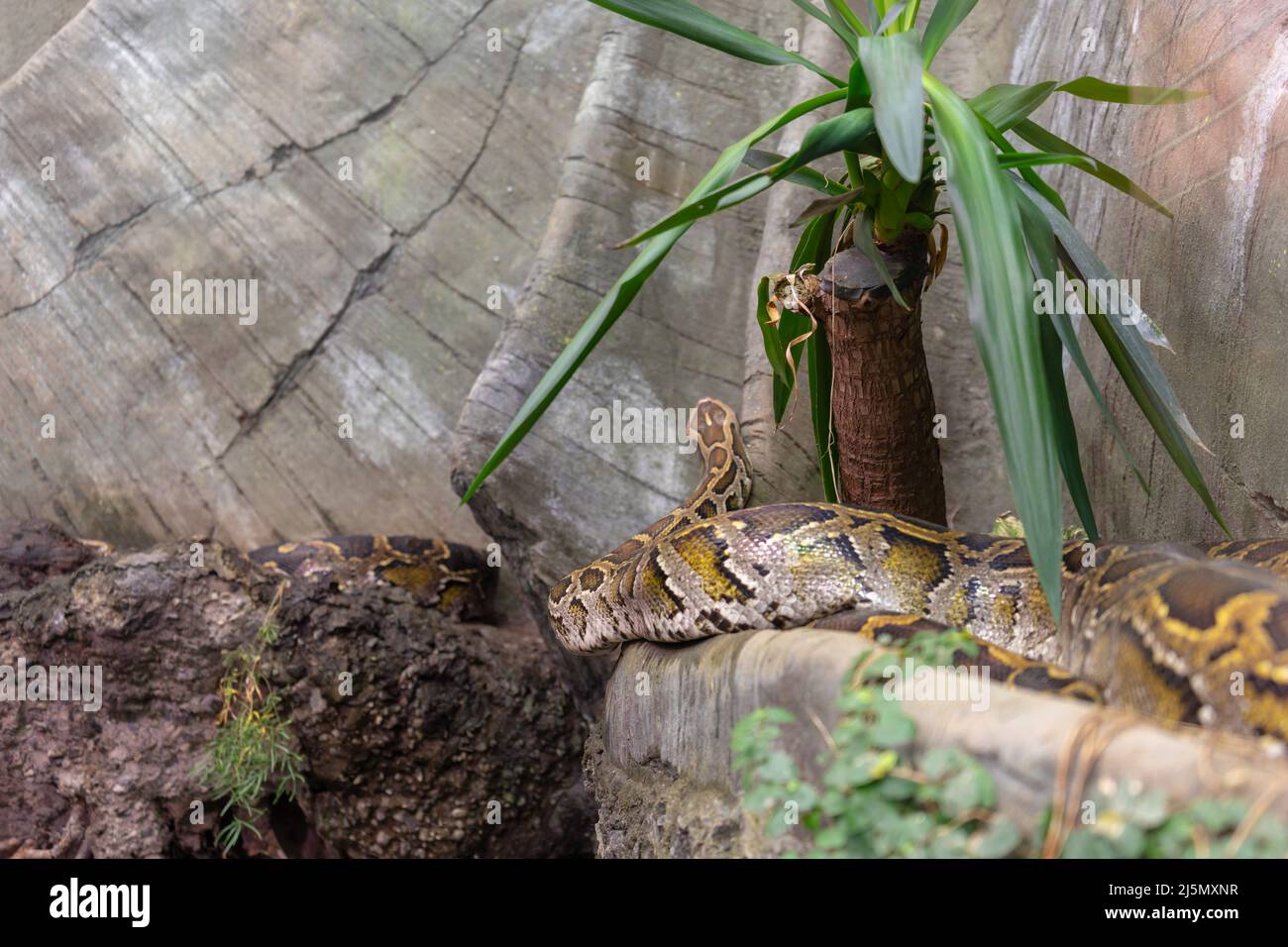 Dublin / Ireland: Dublin Zoo animals in captivity Stock Photo - Alamy