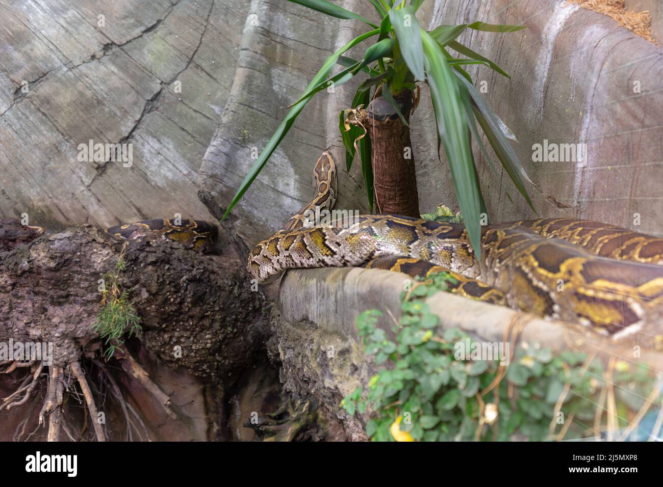 Dublin / Ireland: Dublin Zoo animals in captivity Stock Photo - Alamy