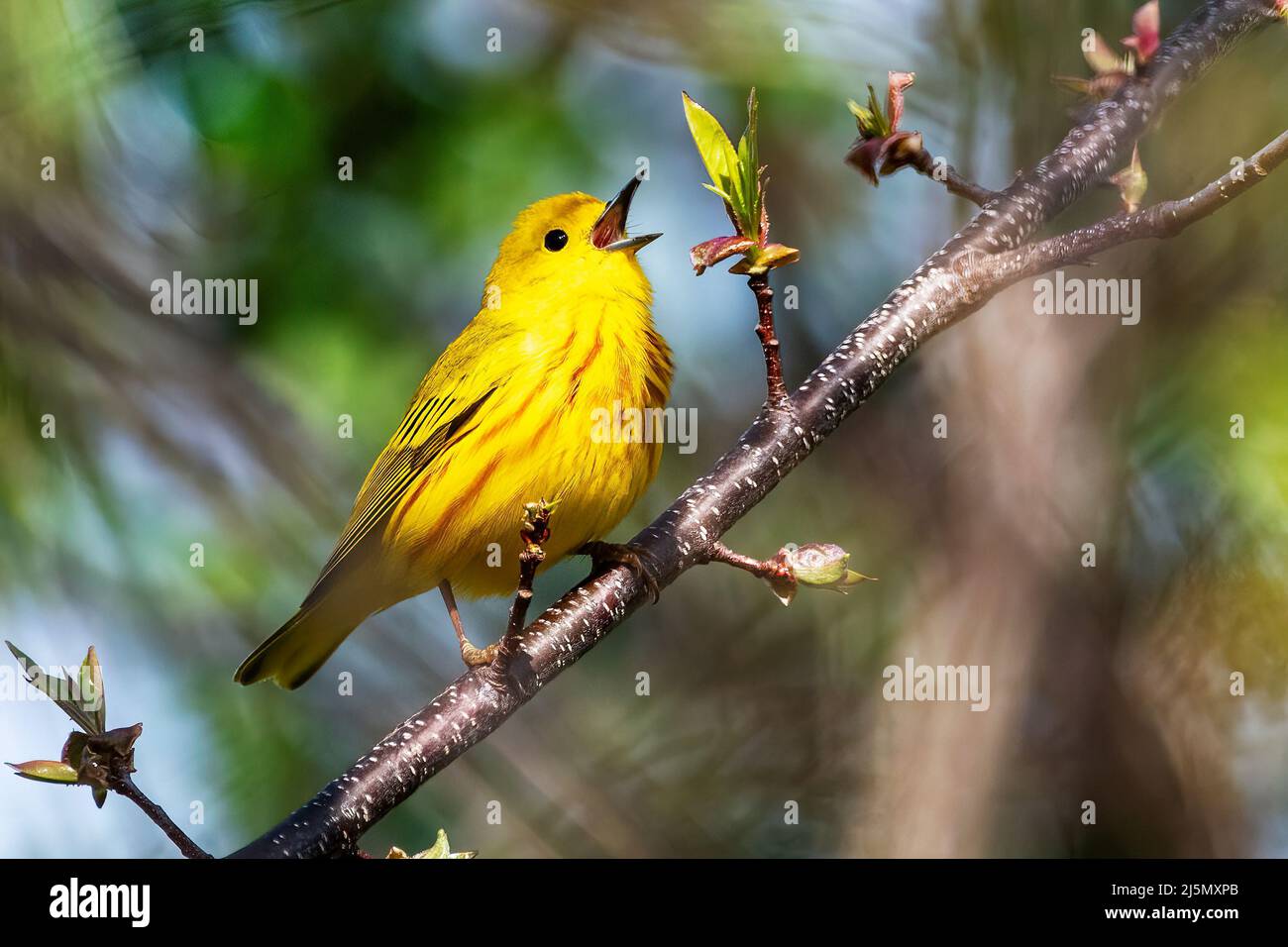 Yellow warbler singing during spring migration Stock Photo - Alamy