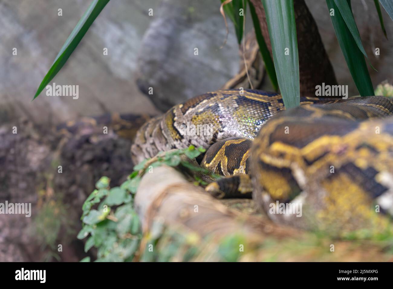 Dublin / Ireland: Dublin Zoo animals in captivity Stock Photo - Alamy