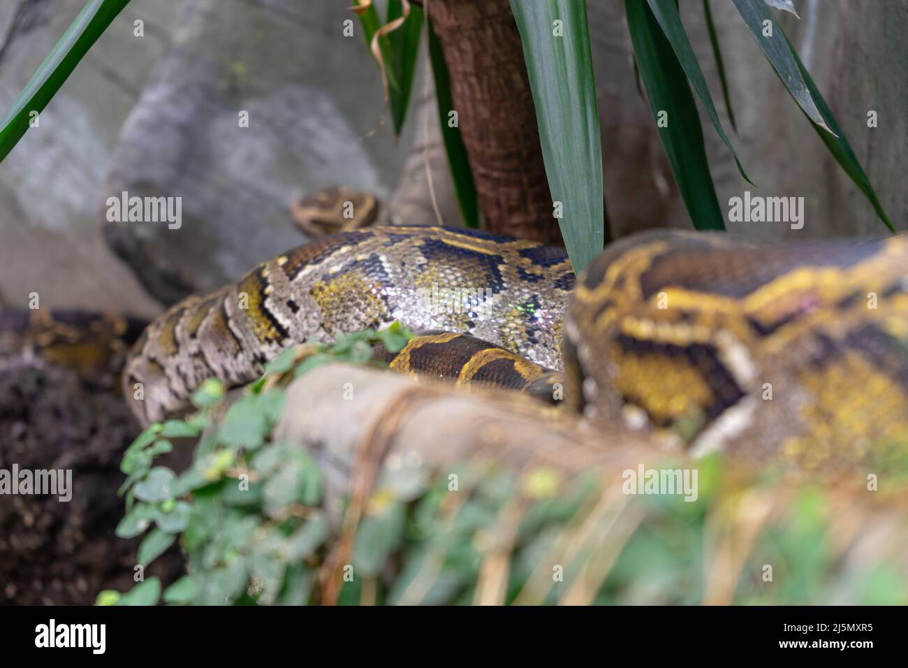 Dublin / Ireland: Dublin Zoo animals in captivity Stock Photo - Alamy