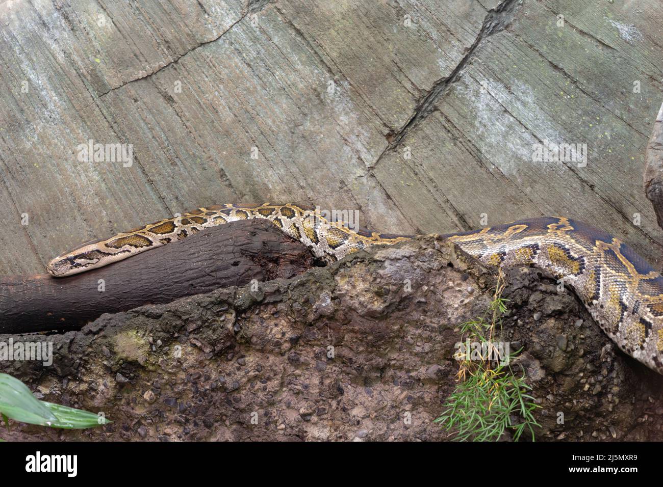 Dublin / Ireland: Dublin Zoo animals in captivity Stock Photo - Alamy