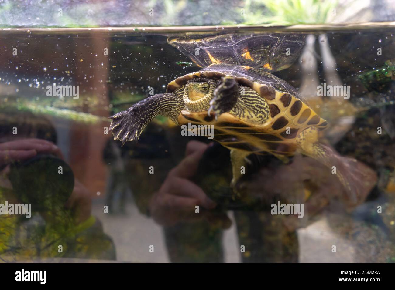 Dublin / Ireland: Dublin Zoo animals in captivity Stock Photo - Alamy
