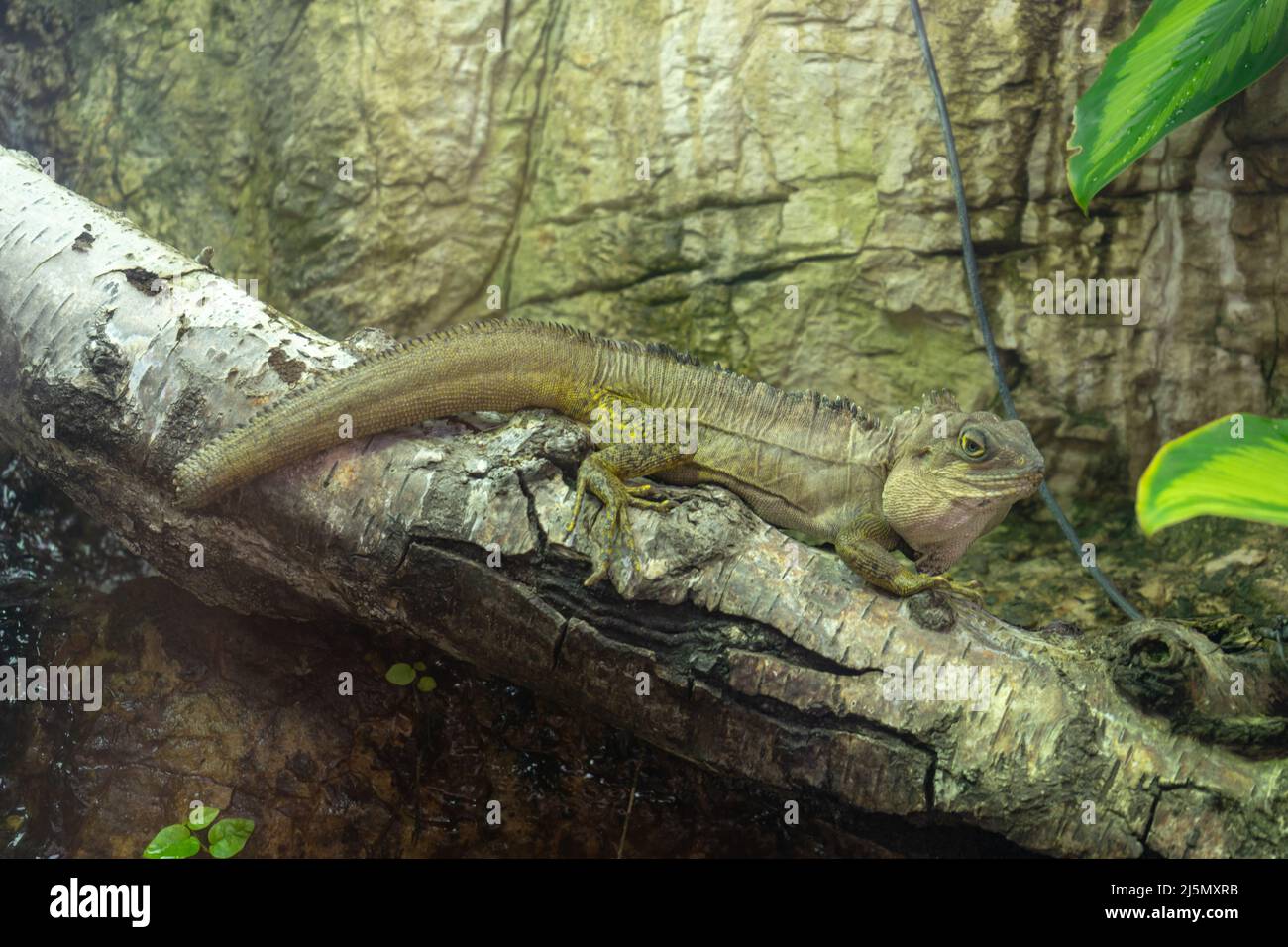 Dublin / Ireland: Dublin Zoo animals in captivity Stock Photo - Alamy