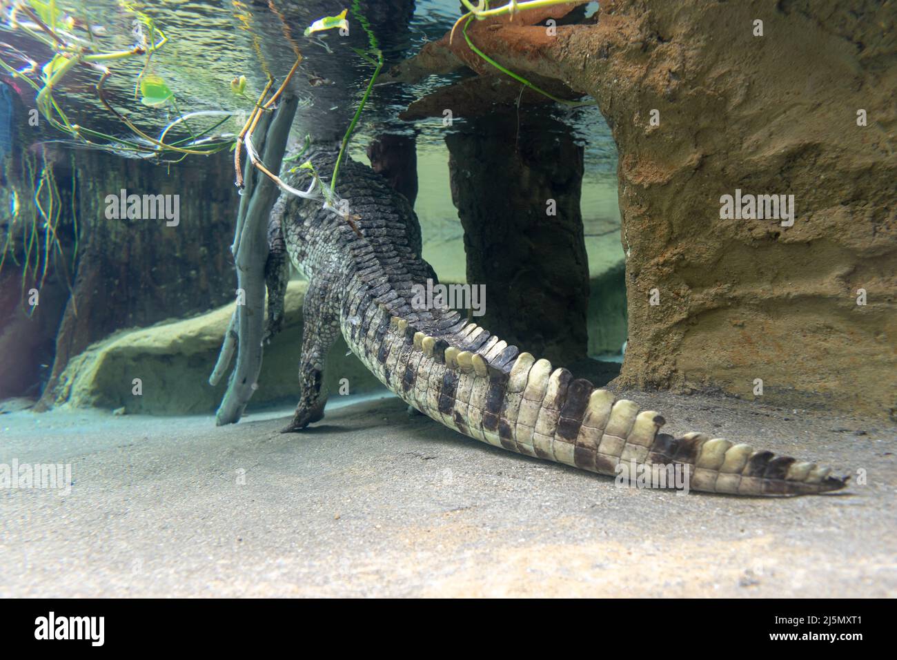 Dublin / Ireland: Dublin Zoo animals in captivity Stock Photo - Alamy