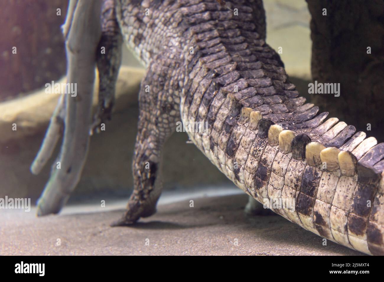 Dublin / Ireland: Dublin Zoo animals in captivity Stock Photo - Alamy