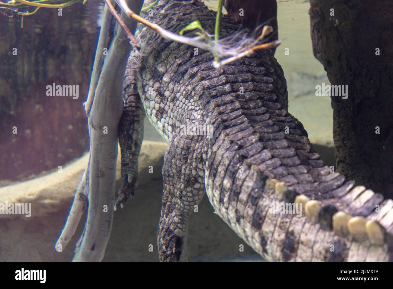 Dublin / Ireland: Dublin Zoo animals in captivity Stock Photo - Alamy