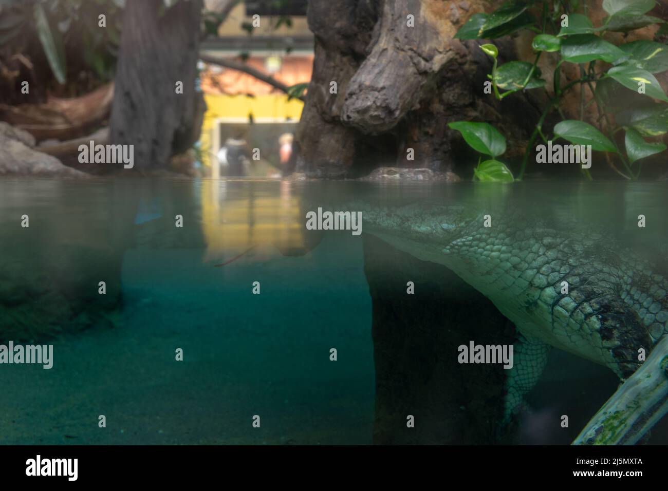 Dublin / Ireland: Dublin Zoo animals in captivity Stock Photo - Alamy