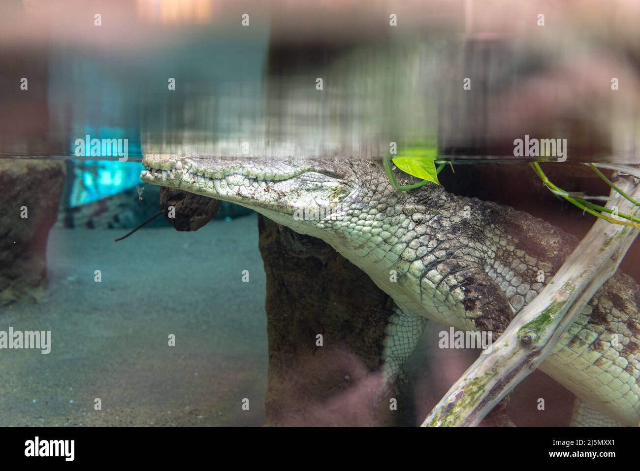 Dublin / Ireland: Dublin Zoo animals in captivity Stock Photo - Alamy